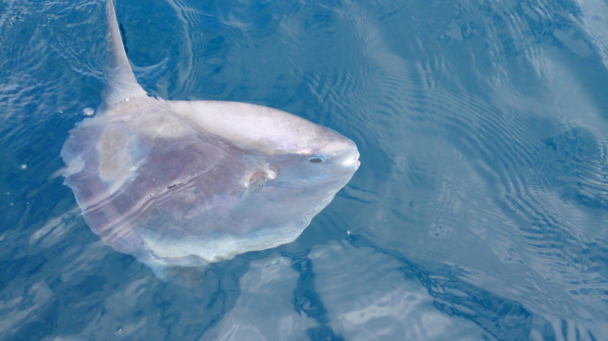 5 astuces pour mieux pêcher la bonite à la traîne - Astuce de Pêche