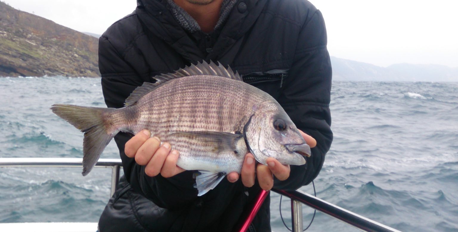 Comment pêcher le sar au lancer en bateau - Astuce de Pêche