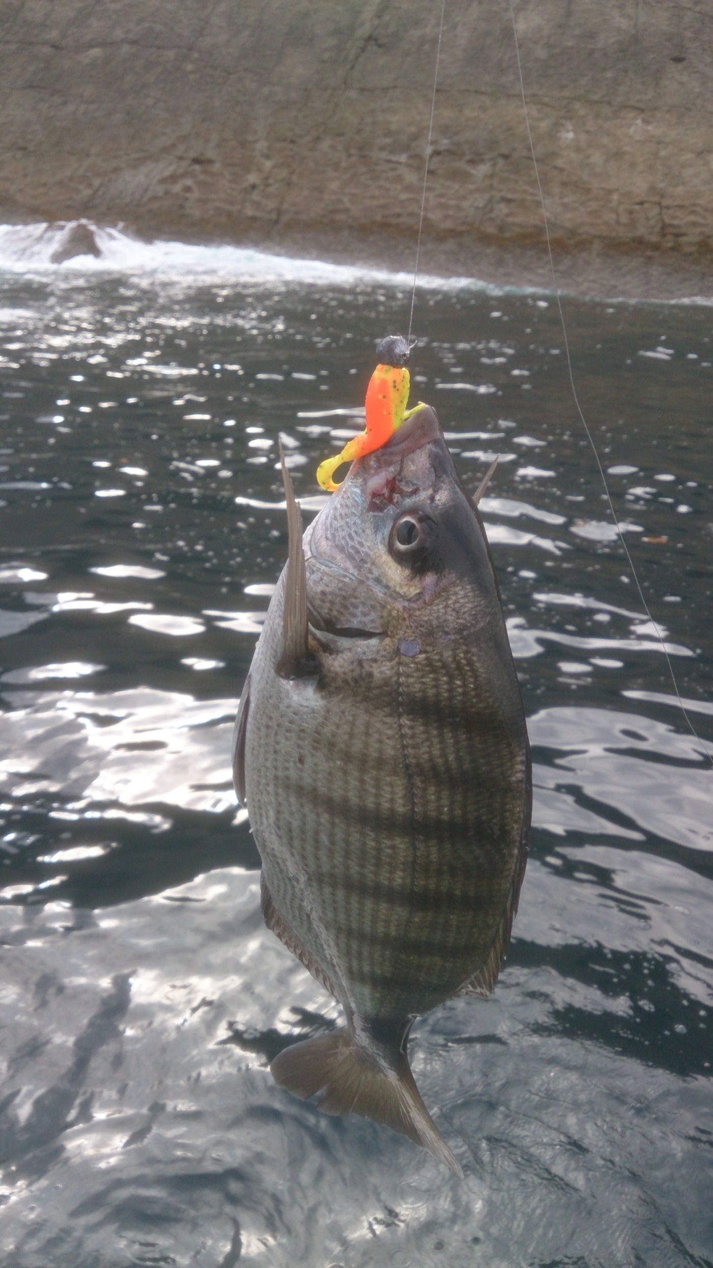 Comment pêcher le sar au lancer en bateau - Astuce de Pêche