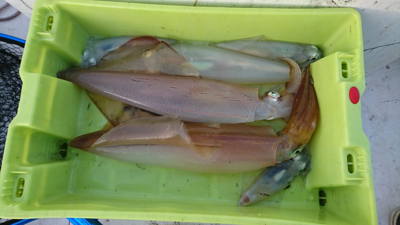 5 astuces pour pêcher le calamar en bateau - Astuce de Pêche