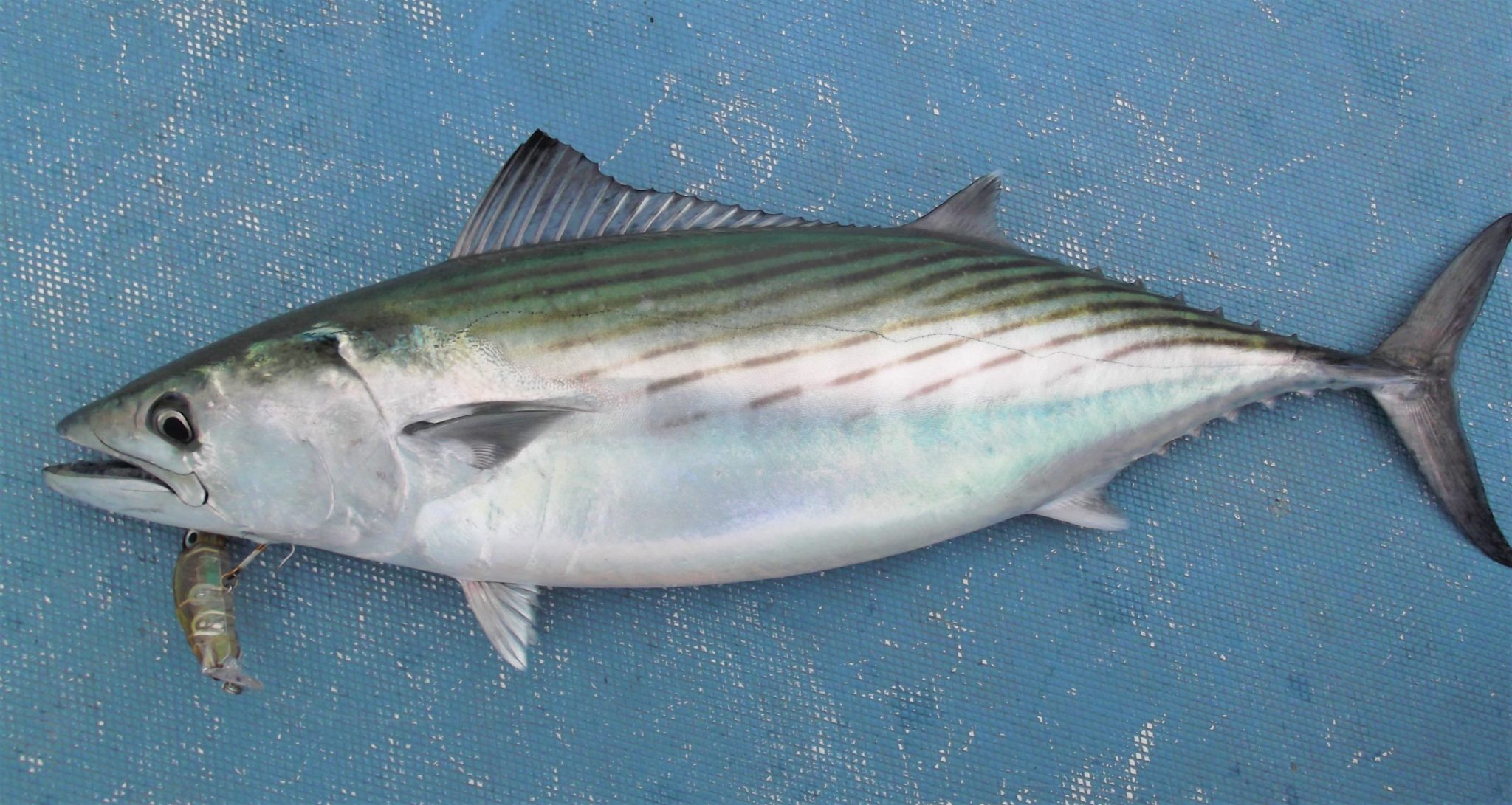 Comment reconnaître les différents thons et bonites - Astuce de Pêche