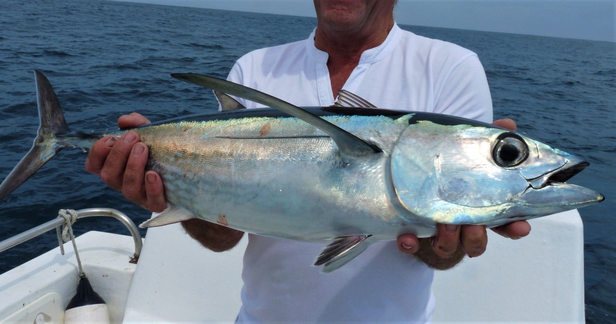 Comment reconnaître les différents thons et bonites - Astuce de Pêche