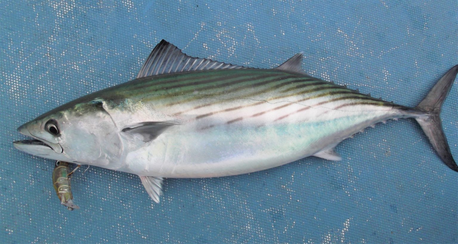 Mes 4 meilleurs leurres pour la bonite à la traîne - Astuce de Pêche